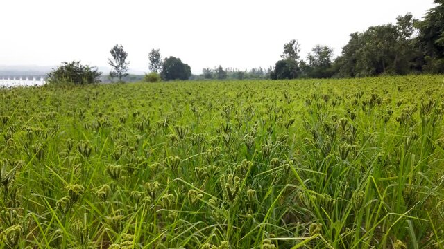 Ragi Images – Browse 3,457 Stock Photos, Vectors, and Video | Adobe Stock