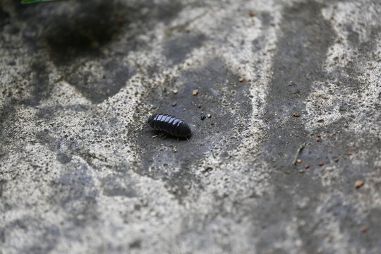 Roly-Poly Images – Browse 8,939 Stock Photos, Vectors, and Video ...