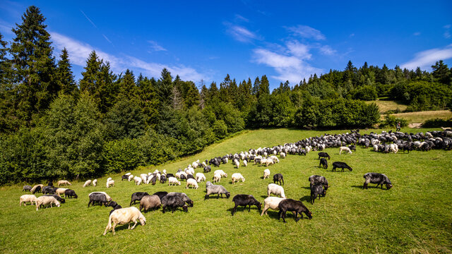 Owce Bilder – Durchsuchen 1,436 Archivfotos, Vektorgrafiken und Videos ...