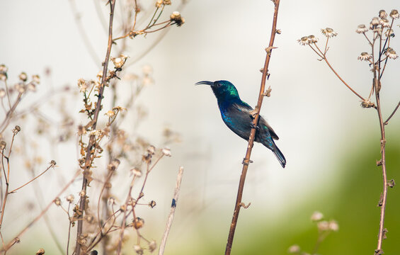 "Palestine Sunbird" Images – Browse 310 Stock Photos, Vectors, and ...