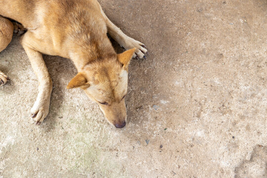 Doddering Bilder – Durchsuchen 32,456 Archivfotos, Vektorgrafiken und ...