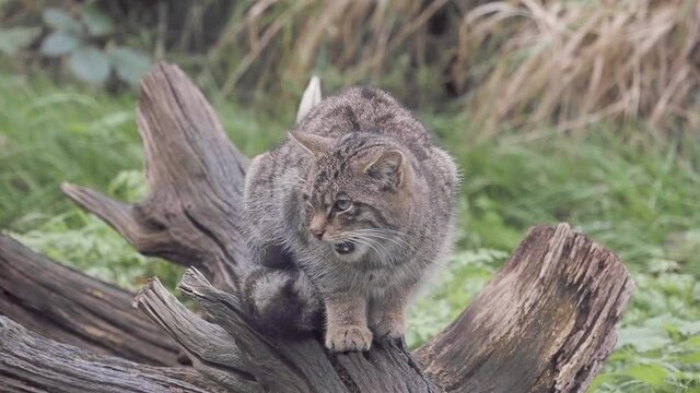 "Scottish Wildcat" Images – Browse 507 Stock Photos, Vectors, and Video ...