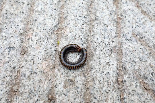 「Miriapod」の画像 - 2,712 件の Stock 写真、ベクターおよびビデオ | Adobe Stock