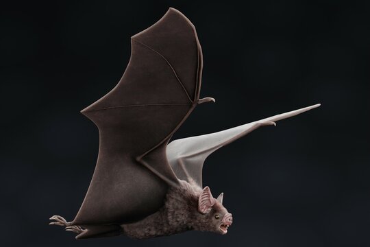 「Desmodus」の画像 - 98 件の Stock 写真、ベクターおよびビデオ | Adobe Stock