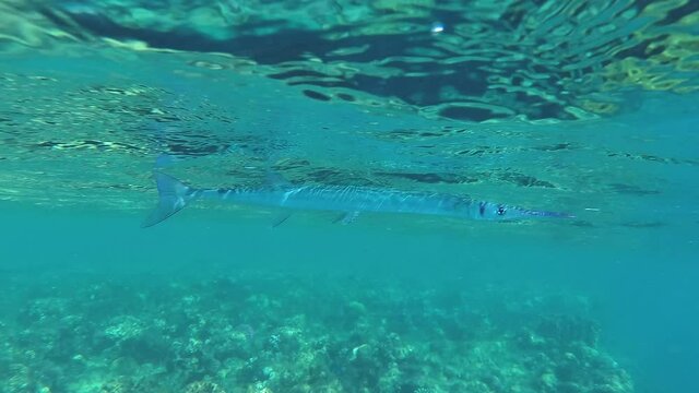 รูปภาพHoundfish – เลือกดูภาพถ่ายสต็อก เวกเตอร์ และวิดีโอ194 | Adobe Stock