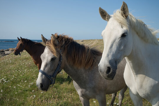 Chevalin bilder – Bläddra bland 6,610 stockfoton, vektorer och videor ...