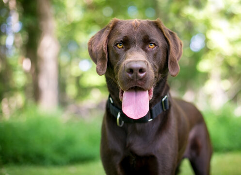 What Is The Life Expectancy Of A Chocolate Labrador