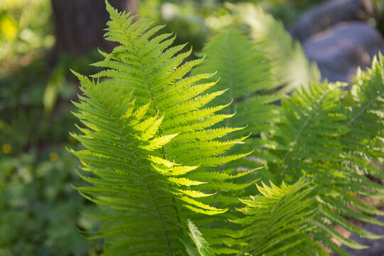 Filicales bilder – Bläddra bland 1,715 stockfoton, vektorer och videor ...