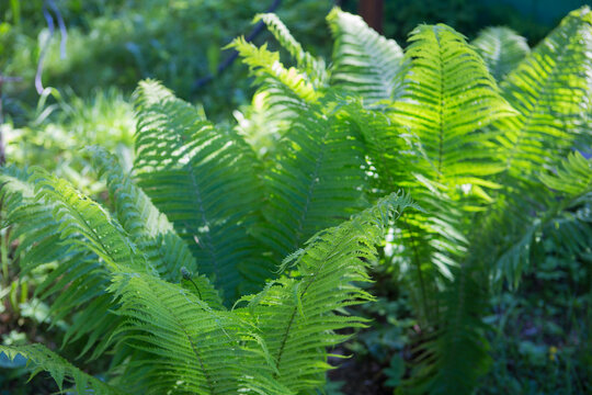 Pteridopsida Bilder – Durchsuchen 1,642 Archivfotos, Vektorgrafiken und ...