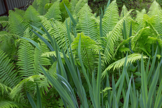 รูปภาพPteridopsida – เลือกดูภาพถ่ายสต็อก เวกเตอร์ และวิดีโอ1,800 ...