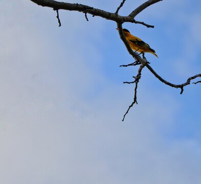 Pirole Bilder – Durchsuchen 7,500 Archivfotos, Vektorgrafiken und ...