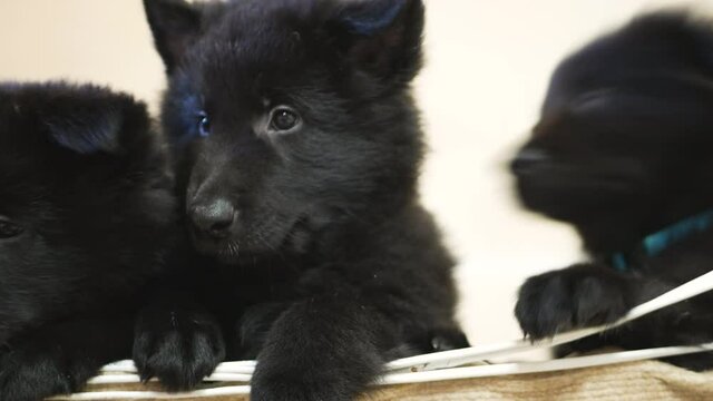 Groenendael Images – Browse 1,122 Stock Photos, Vectors, and Video ...