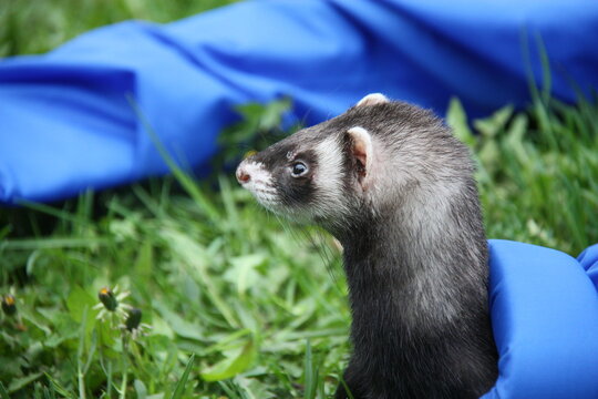 Baby Ferrets Playing