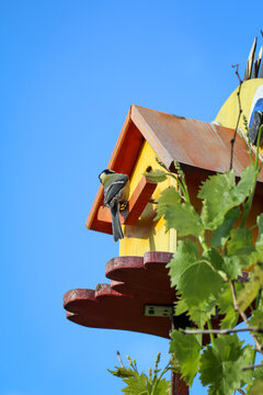 Zitze Images – Browse 138 Stock Photos, Vectors, and Video | Adobe Stock