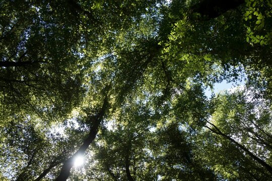 "Life Force" Images – Browse 2,402 Stock Photos, Vectors, and Video ...