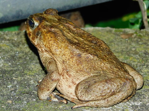 "Sapo Bilder – Durchsuchen 2,462 Archivfotos, Vektorgrafiken und Videos ...