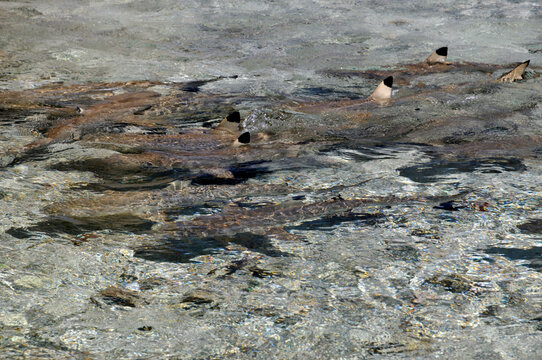 Haiflosse 이미지 – 찾아보기 101 스톡 사진, 벡터 및 비디오 | Adobe Stock