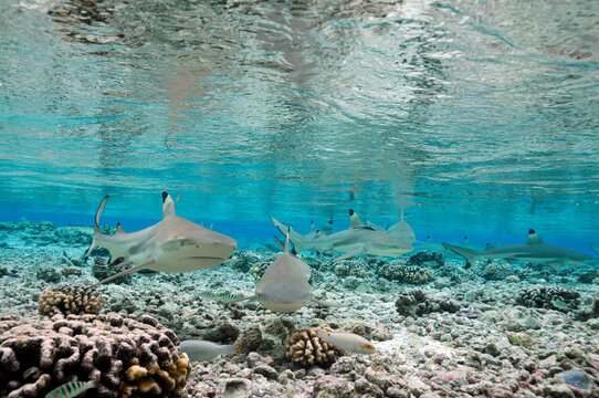 Haiflosse 이미지 – 찾아보기 101 스톡 사진, 벡터 및 비디오 | Adobe Stock