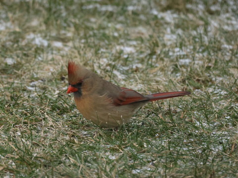 "Female Cardinal" Images – Browse 286 Stock Photos, Vectors, and Video ...