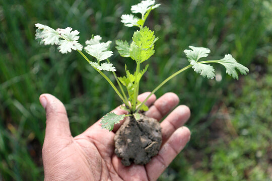 Coriander Tree