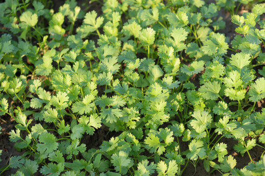 Coriander Tree