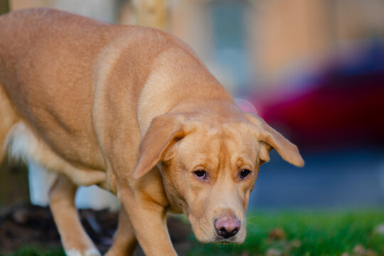 Boxador Images – Browse 60 Stock Photos, Vectors, and Video | Adobe Stock