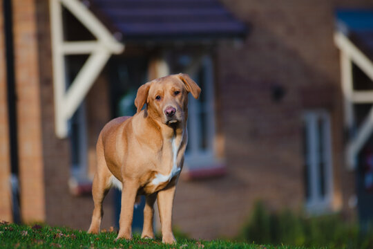 Boxador Images – Browse 60 Stock Photos, Vectors, and Video | Adobe Stock