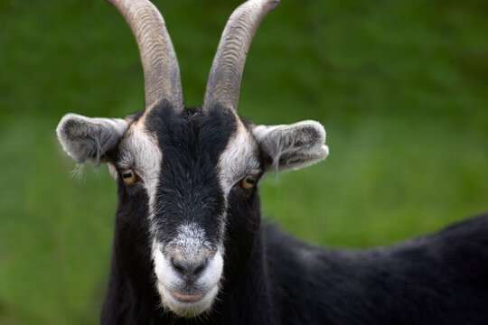 รูปภาพCaprinae – เลือกดูภาพถ่ายสต็อก เวกเตอร์ และวิดีโอ7,198 | Adobe Stock