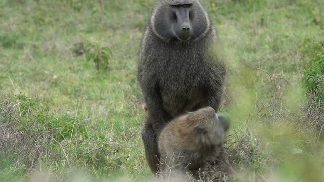 "Cape Baboon" Bilder – Durchsuchen 5,719 Archivfotos, Vektorgrafiken ...