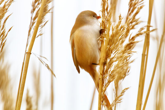 「Granivore」の画像 - 2,274 件の Stock 写真、ベクターおよびビデオ | Adobe Stock