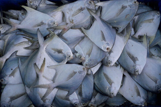 Pampo Images – Browse 30 Stock Photos, Vectors, and Video | Adobe Stock