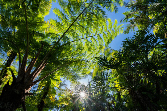 Subtropen Bilder – Durchsuchen 23,956 Archivfotos, Vektorgrafiken und ...