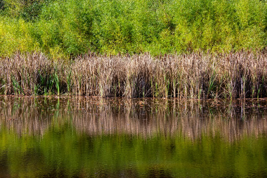 Wetland Cattails