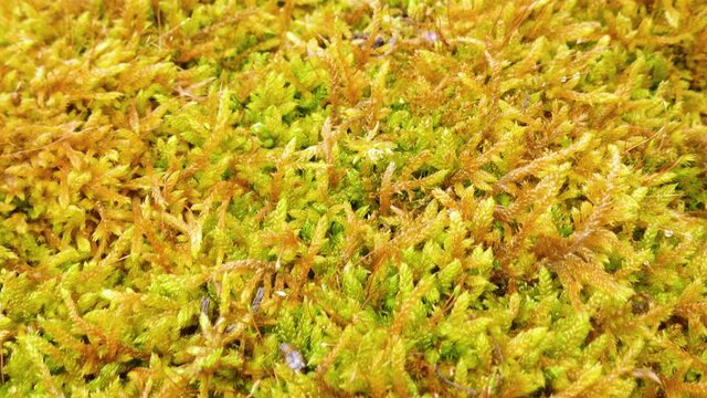 "Brown Moss" Images – Browse 105 Stock Photos, Vectors, and Video ...