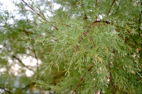 Cedr Images – Browse 93 Stock Photos, Vectors, and Video | Adobe Stock