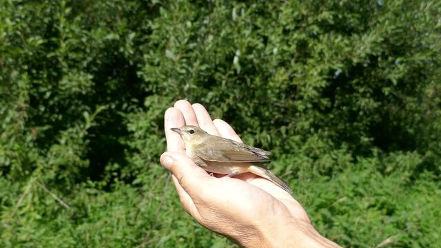 รูปภาพTremulous – เลือกดูภาพถ่ายสต็อก เวกเตอร์ และวิดีโอ298 | Adobe Stock