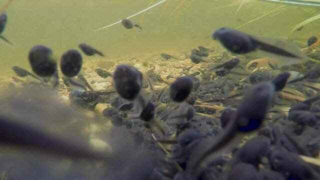 Tadpoles bilder – Bläddra bland 12,829 stockfoton, vektorer och videor ...