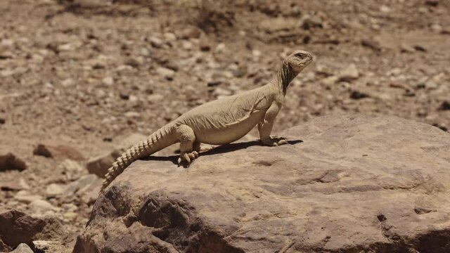 Egyptian Spiny Tailed Lizard