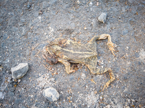 Afbeeldingen over Aplastado – Blader in stockfoto's, vectoren en video ...