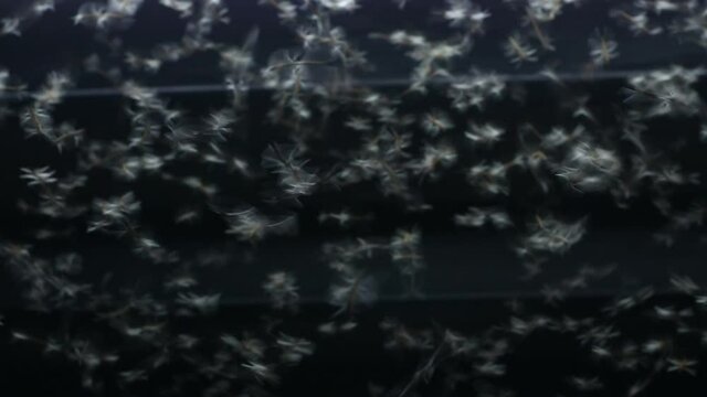 รูปภาพIsoptera – เลือกดูภาพถ่ายสต็อก เวกเตอร์ และวิดีโอ1,333 | Adobe Stock