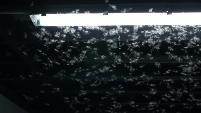 Isoptera Images – Browse 1,308 Stock Photos, Vectors, and Video | Adobe ...