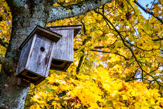 900 BEST Bird-Box IMAGES, STOCK PHOTOS & VECTORS | Adobe Stock