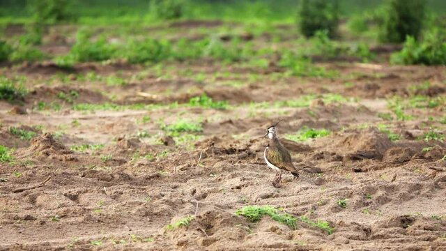 Peewit Images – Browse 17,438 Stock Photos, Vectors, and Video | Adobe ...