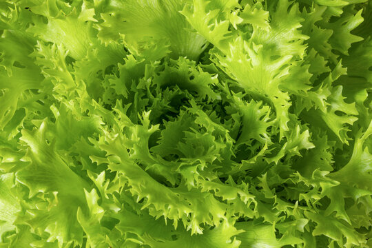 รูปภาพFrisee – เลือกดูภาพถ่ายสต็อก เวกเตอร์ และวิดีโอ18,416 | Adobe Stock