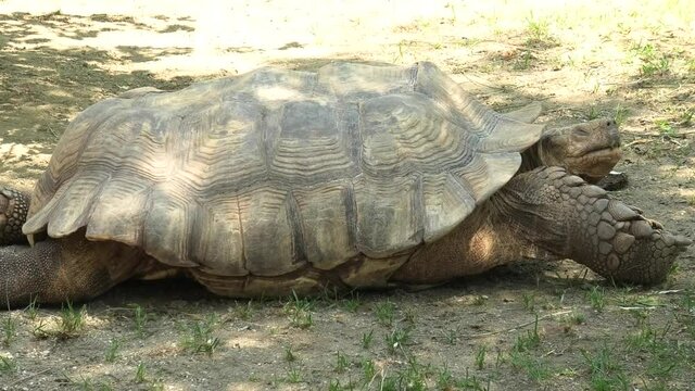 Testudinoidea Images – Parcourir 269 le catalogue de photos, vecteurs ...