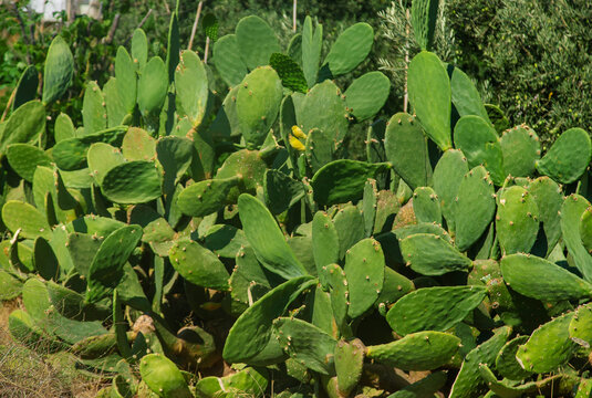 รูปภาพSabra – เลือกดูภาพถ่ายสต็อก เวกเตอร์ และวิดีโอ1,261 | Adobe Stock