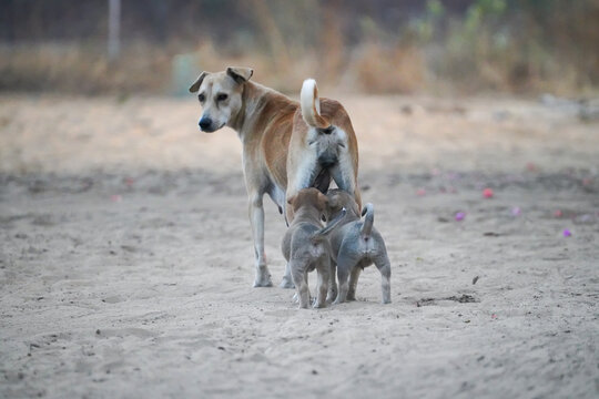 "Stray Dog" Images – Browse 37,595 Stock Photos, Vectors, and Video ...