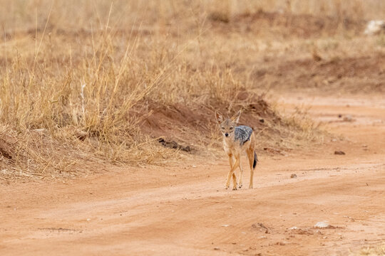 รูปภาพJackel – เลือกดูภาพถ่ายสต็อก เวกเตอร์ และวิดีโอ26,057 | Adobe Stock
