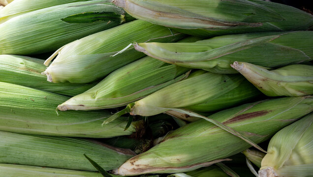 "Green Husk" Bilder – Durchsuchen 346 Archivfotos, Vektorgrafiken und ...