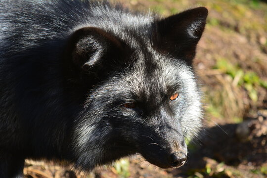 Silverfox Images – Browse 35 Stock Photos, Vectors, and Video | Adobe Stock